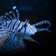 Scorpion Oceanics | Findtheneedle | Company Profile